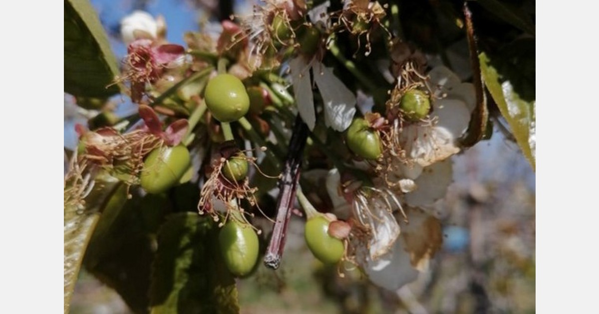 "We will exceed last year's cherry volumes many times over"