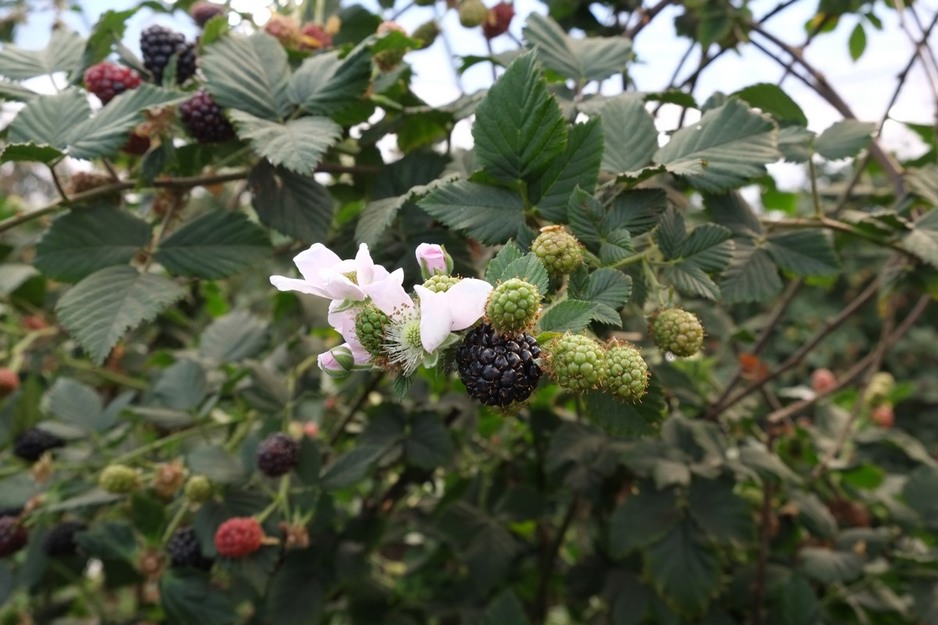 Berries step into the spotlight