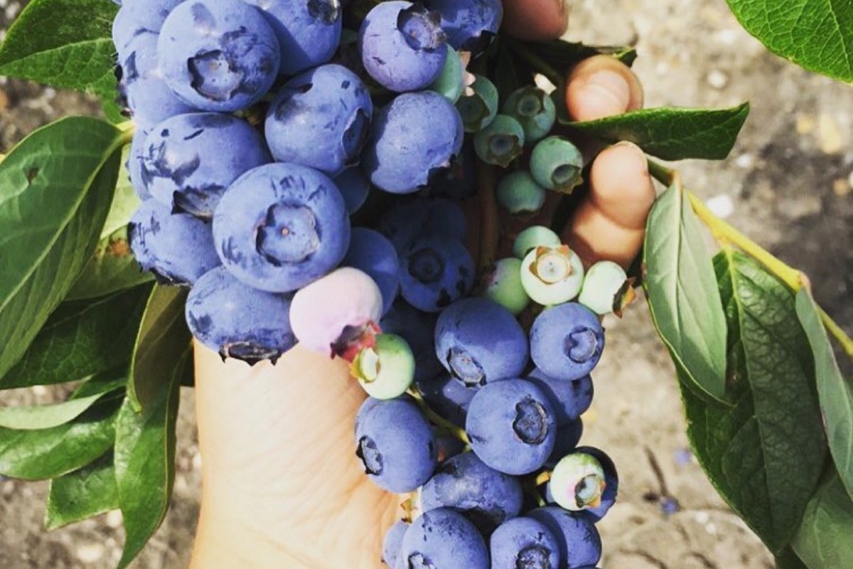 More organic blueberries expected from New Jersey for 2024