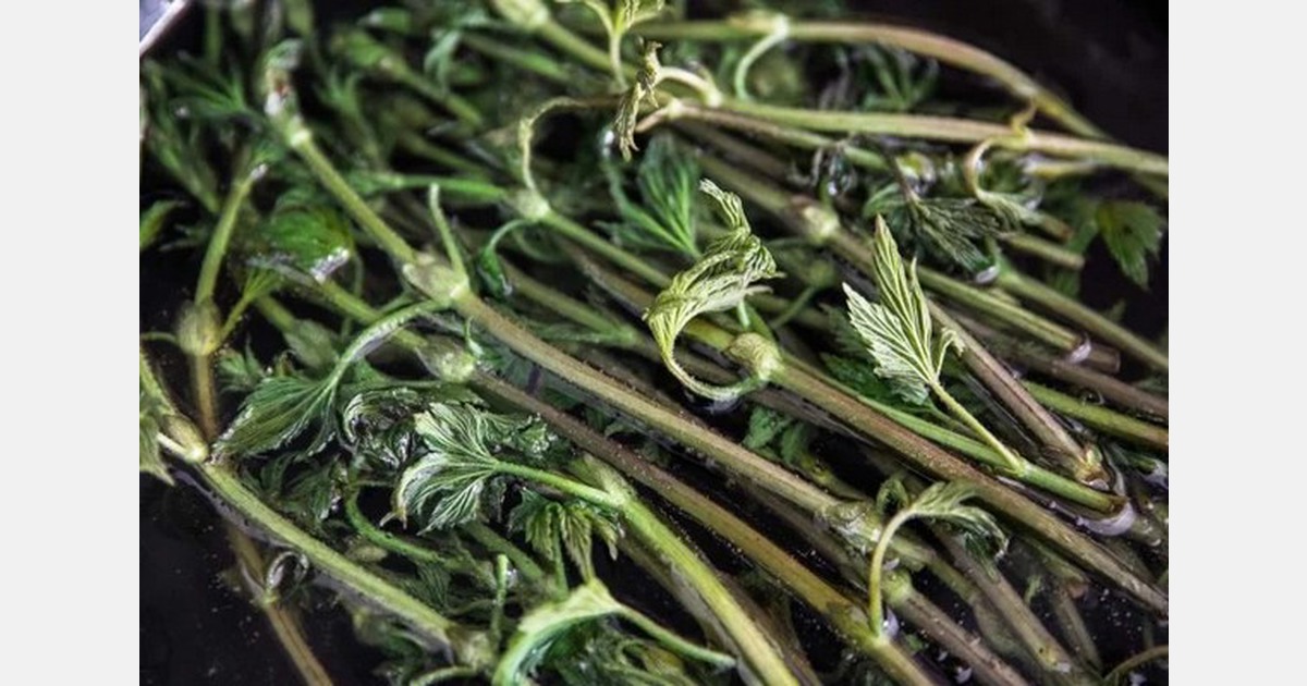 The most expensive vegetable is becoming more popular, at 1,000 euro per kg