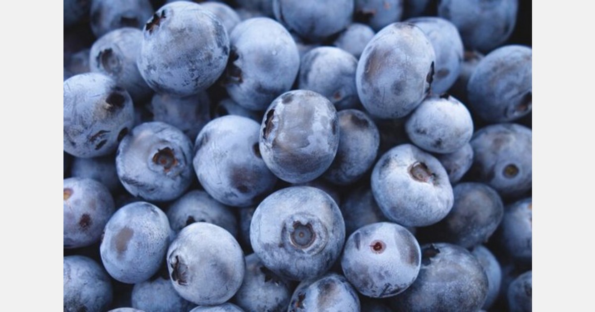 Blueberries problem solved – Peru has sharply increased exports