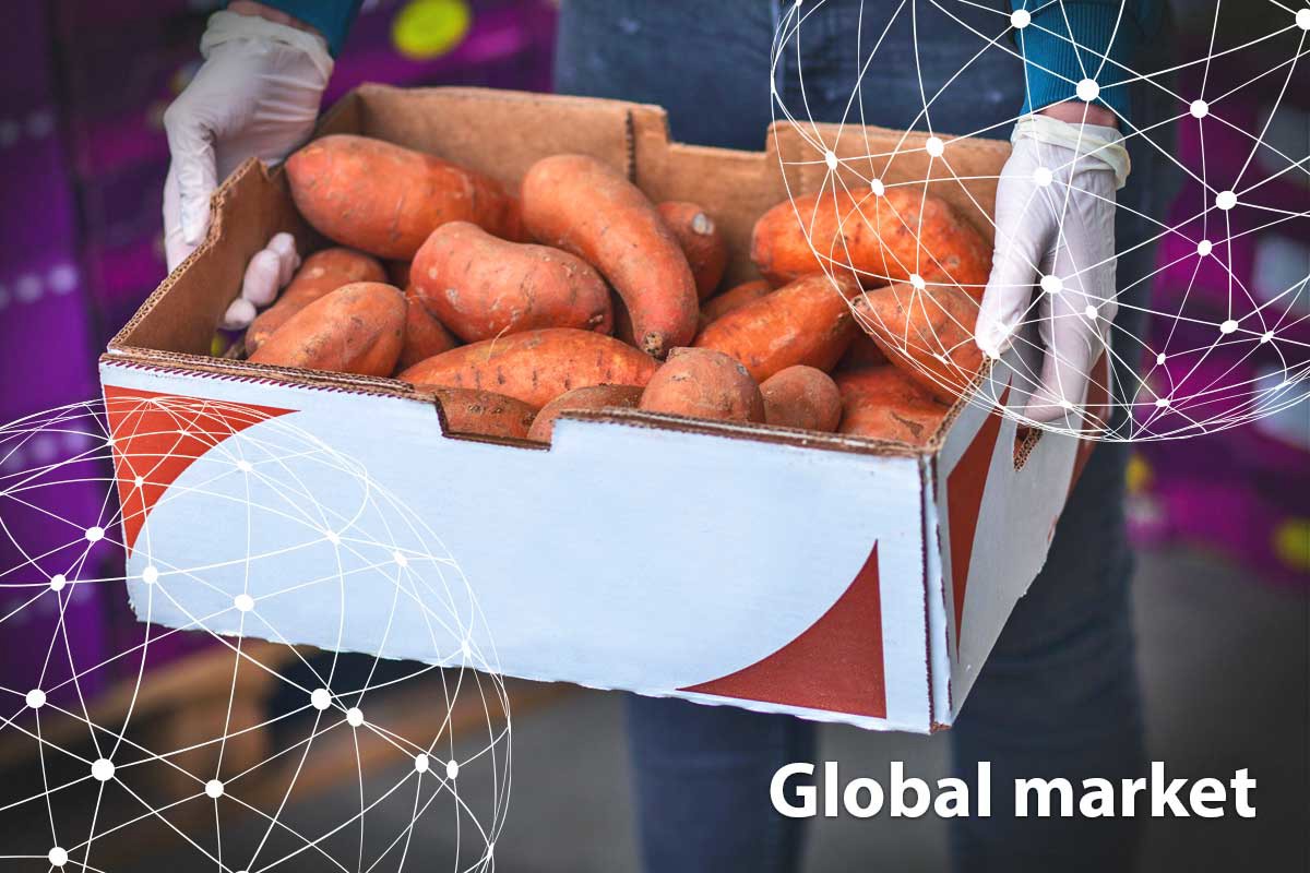 GLOBAL MARKET OVERVIEW SWEET POTATOES