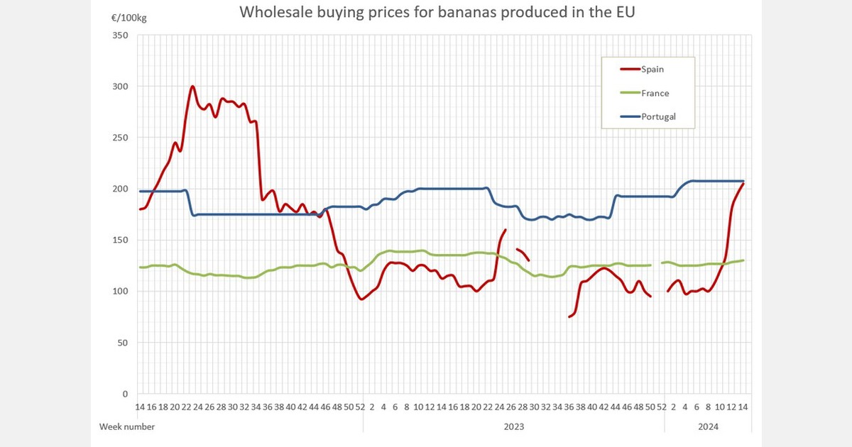Average price of European bananas at €205 per 100 kgs in week 14, in Spain