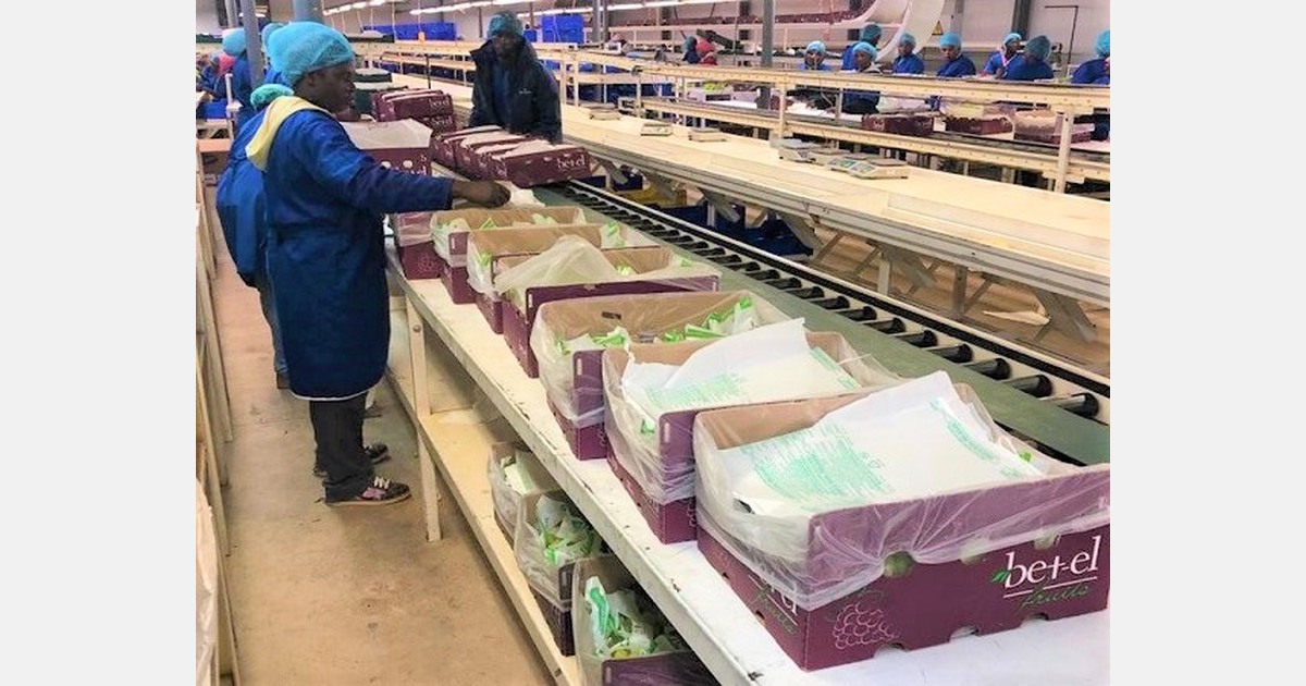 Terrific grape season in Trawal