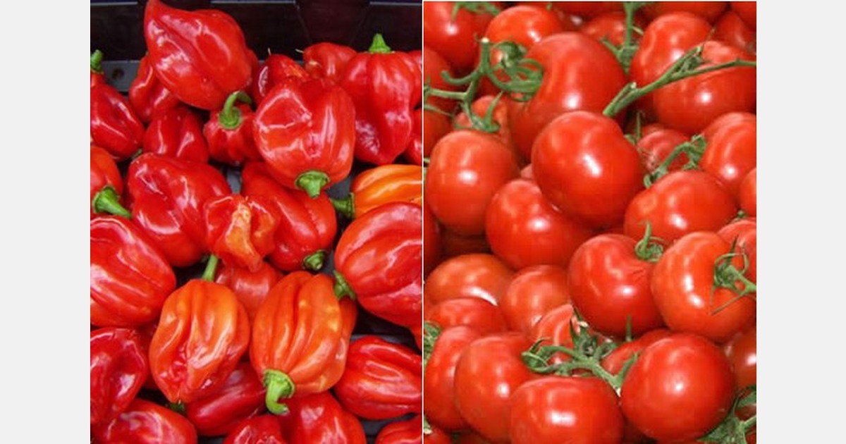 Nikgroup Farm to establish tomato and pepper farms in Akuse, Ghana