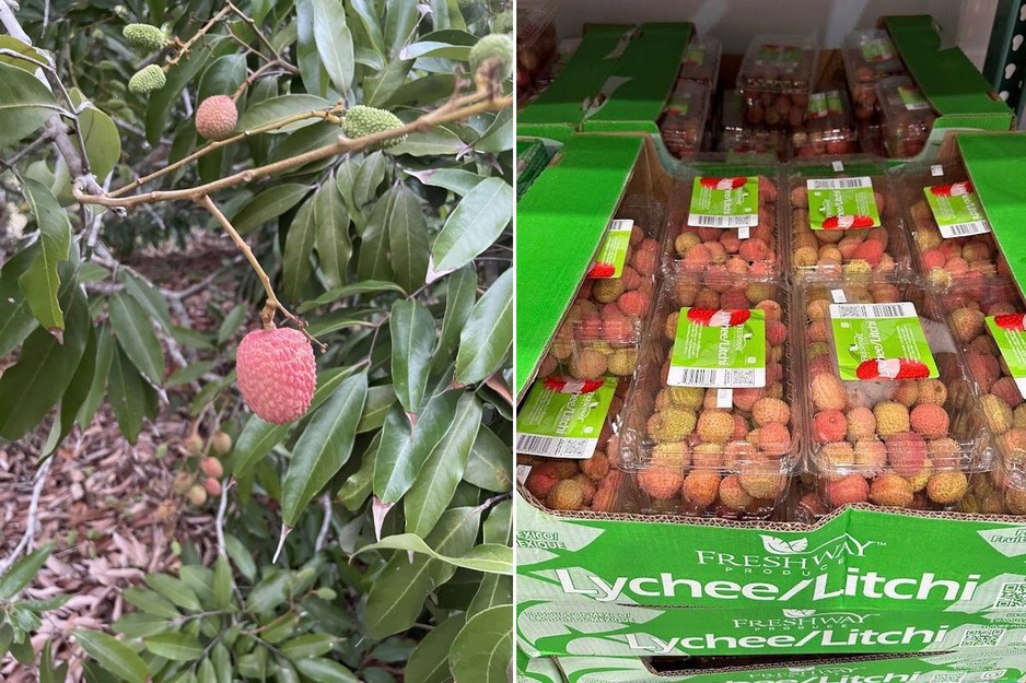 Clamshell presentation aims to make lychee consumption more mainstream