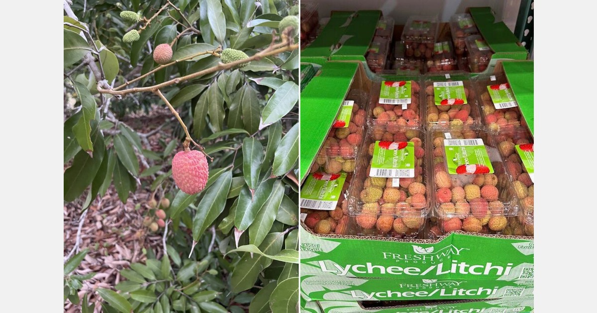 Clamshell presentation aims to make lychee consumption more mainstream