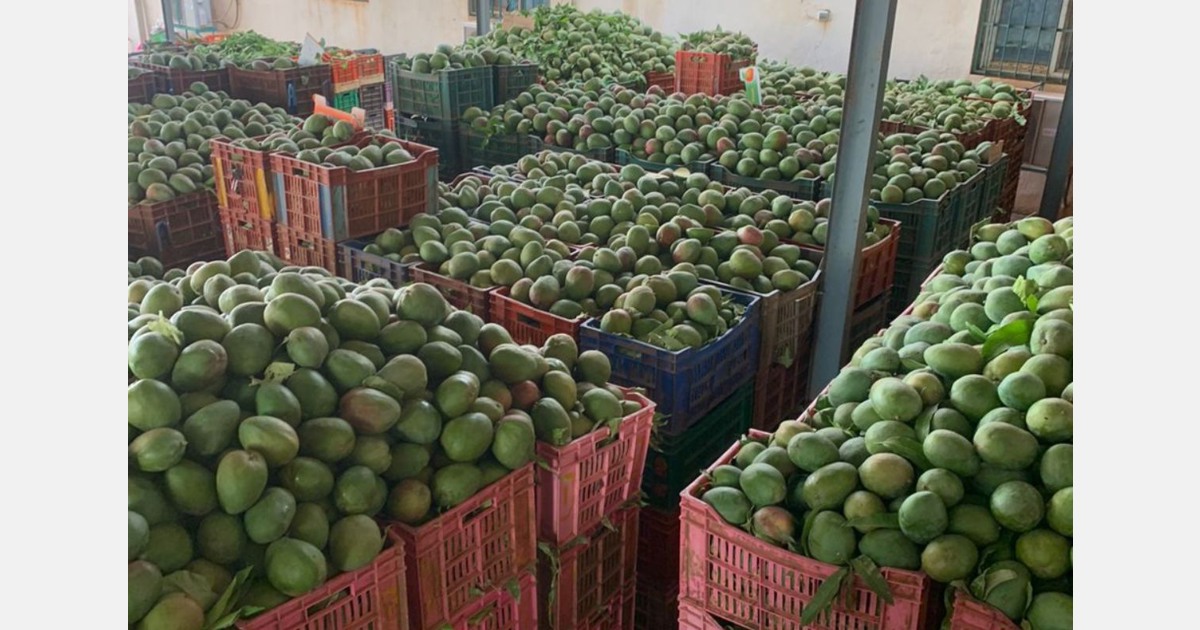 High Moroccan demand for Malian mangoes