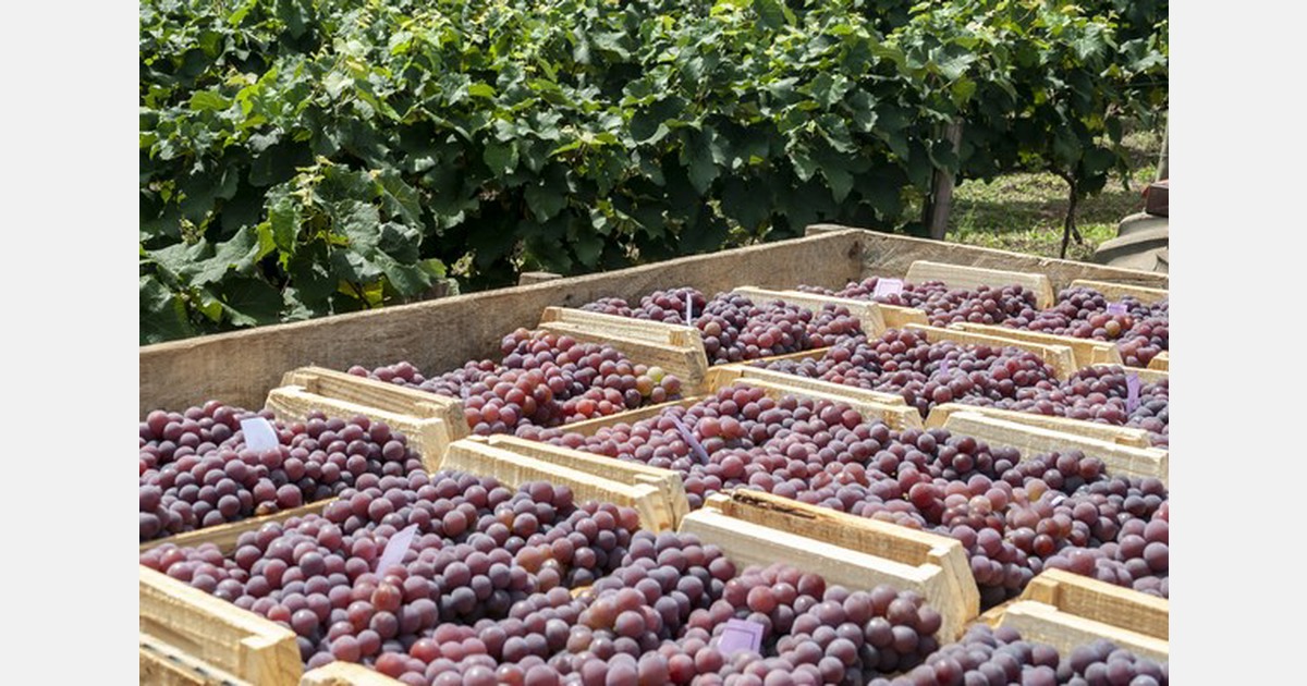 CFIA has updated labeling requirements for fresh grapes