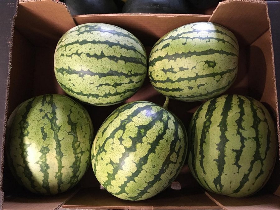 "Ancient varieties in melons have experienced a new enthusiasm from ...