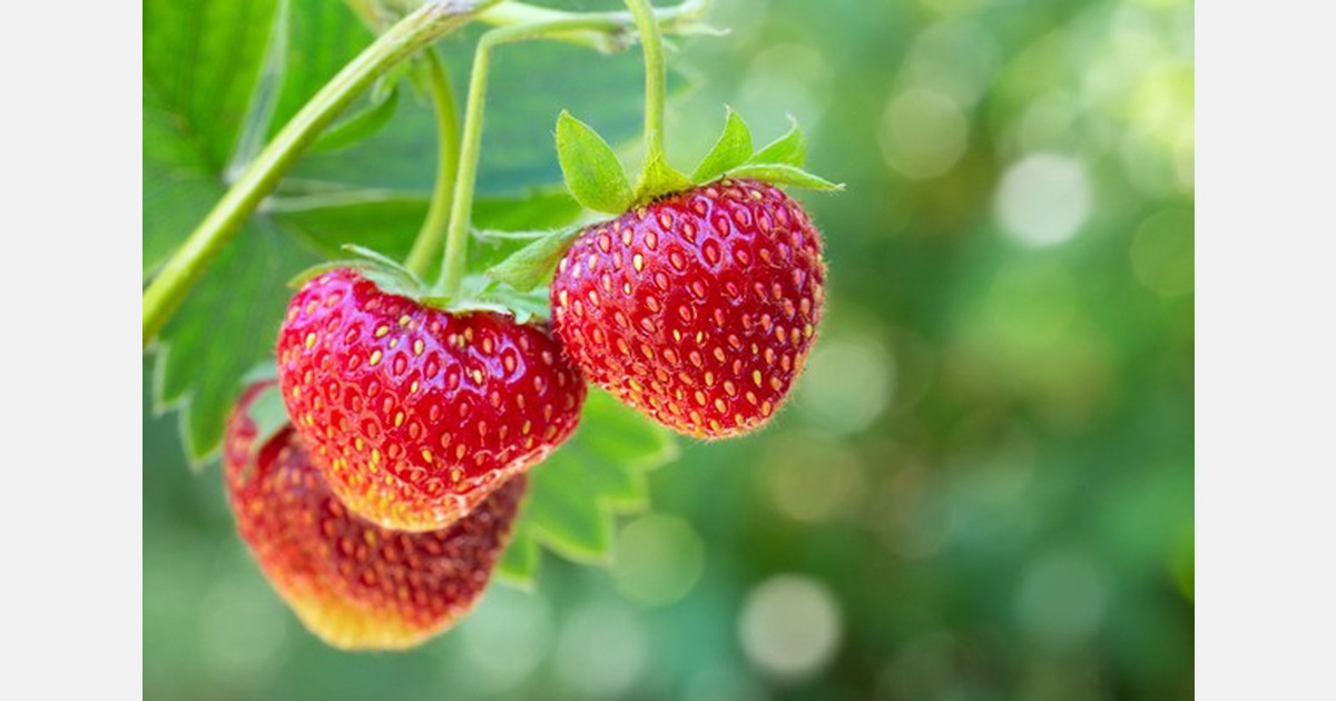 Fruit growers in Manitoba hopeful after a favorable winter