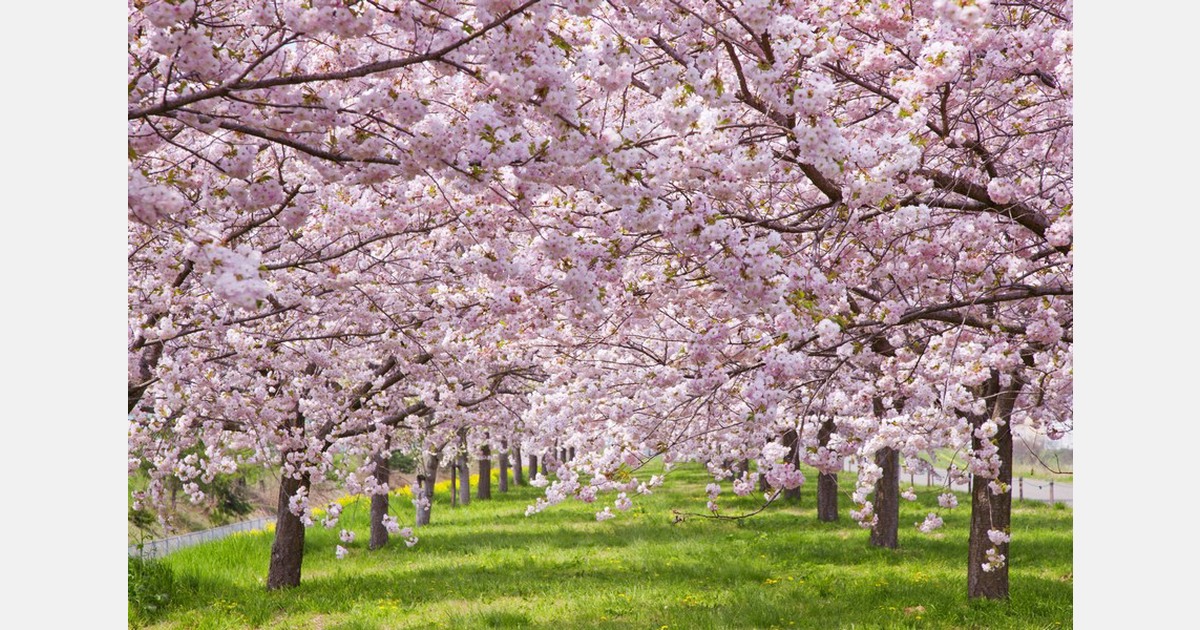 Fruit trees are blooming in Lapseki, Turkey