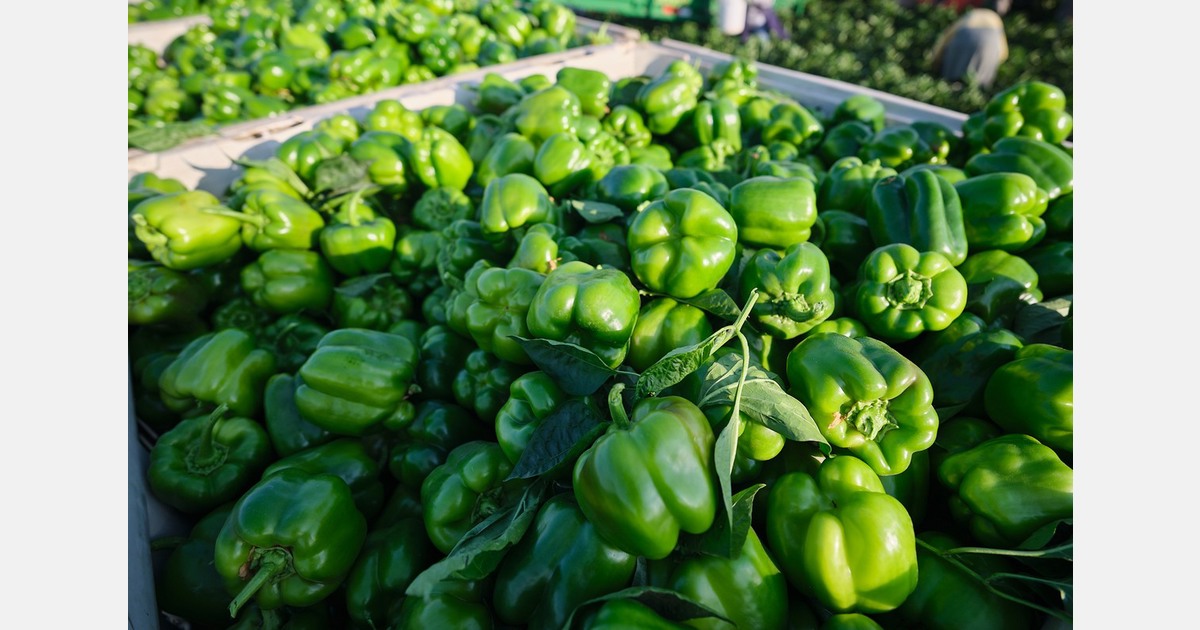 Slightly later start for California bell peppers
