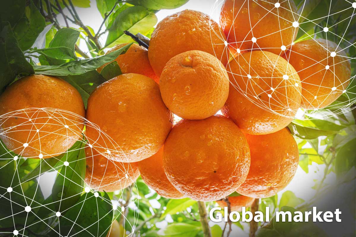 GLOBAL MARKET OVERVIEW ORANGES