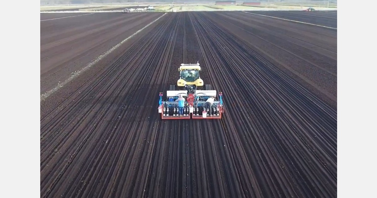 Onion planting in Elba’s mucklands