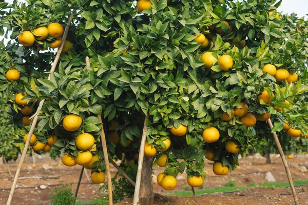 The Alizza Fruit™ season 3 wins award and production expands to South ...