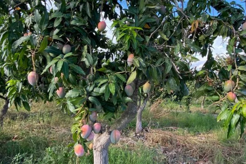 Shifts ahead in mango supply