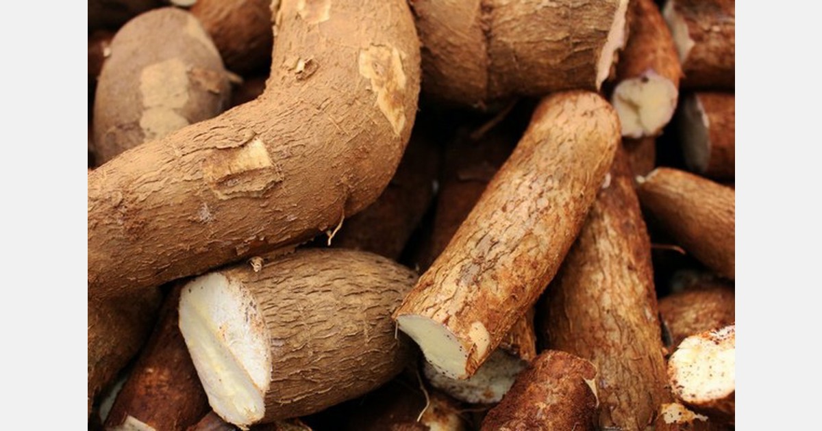 Malawi farmers respond to drought through adaptation