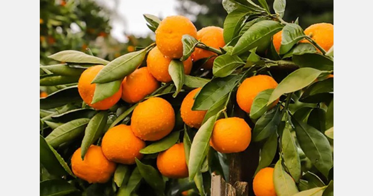 Mandarin prices drop due to soft demand in New Zealand