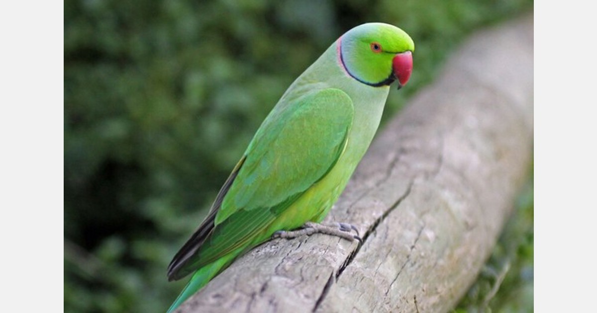 Kauai struggles with invasive parakeets