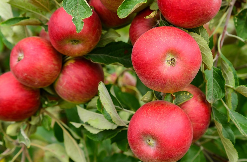 New Zealand apple and pear exports down by 11%