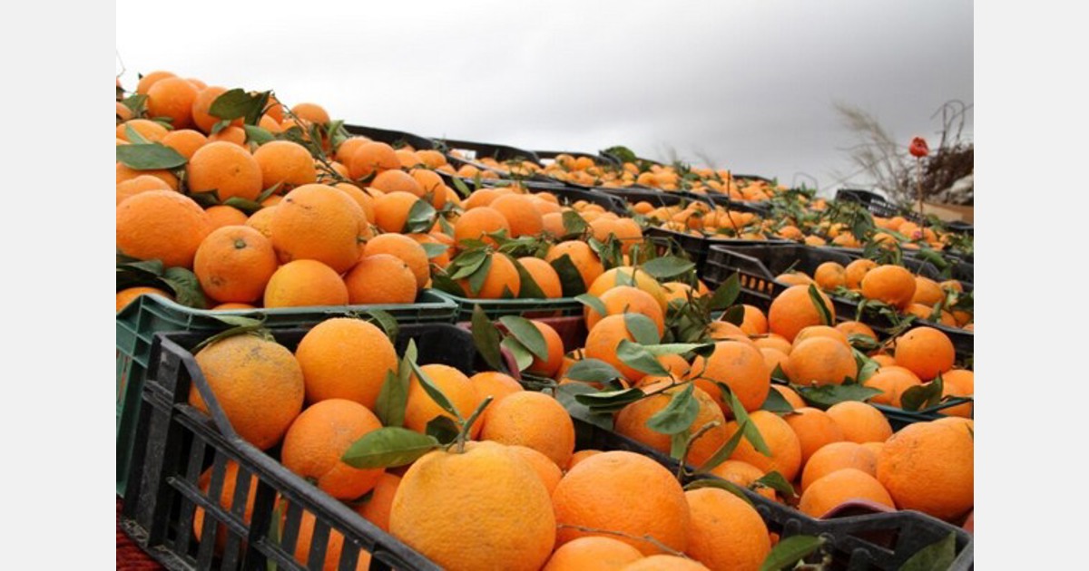 Prices for oranges in Egypt have fallen to 15 cents per kg