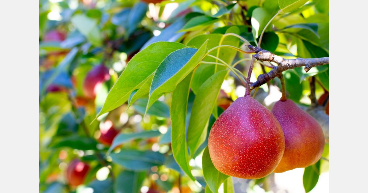 New Zealand's PiqaBoo® pears arrive in China