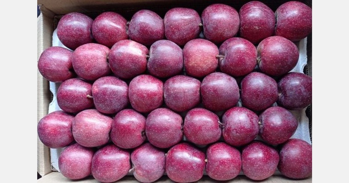 Universal carton packaging for apples introduced in Himachal Pradesh