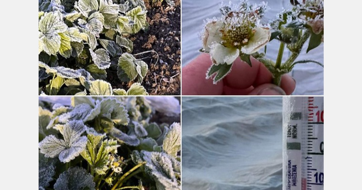 Unusual cold snap impacts fruit harvests in Europe