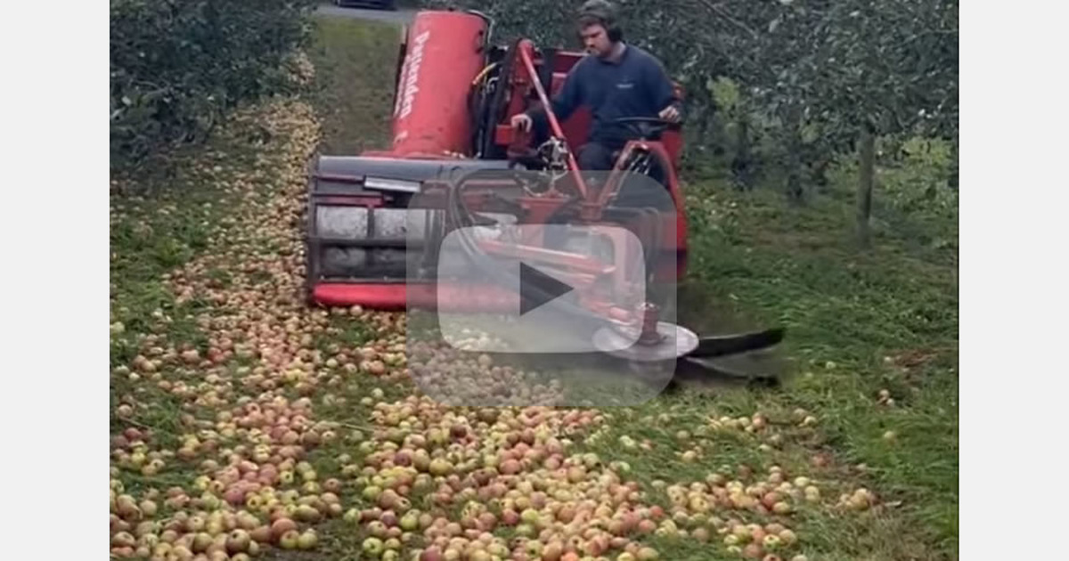 Collecting apples for juice and pulp processing