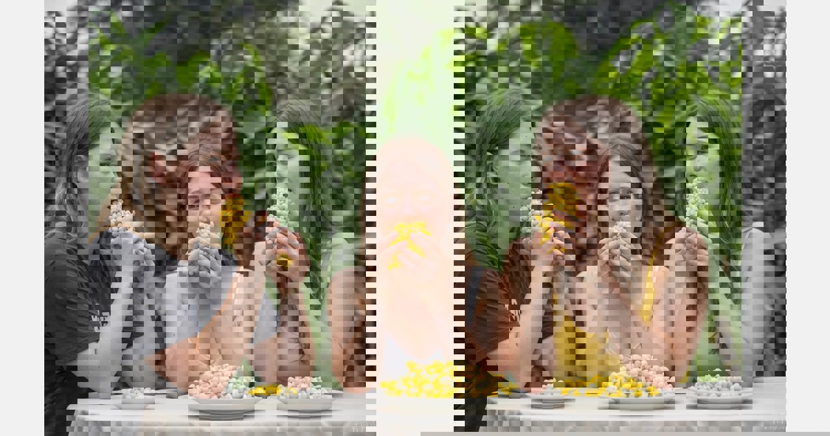 Match sweetcorn eating stands at 52 ears in 12 minutes