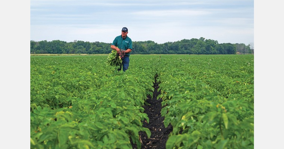 Wisconsin experiences vegetable crop acreage reduction