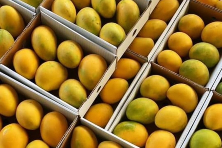 Dominican Republic mango production to increase by 15% in 2024 season