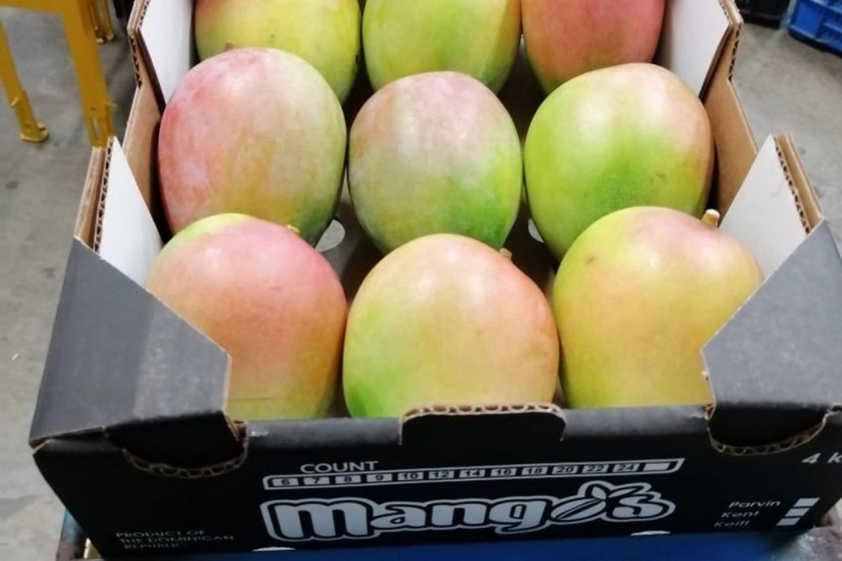 Dominican Republic mango production to increase by 15% in 2024 season