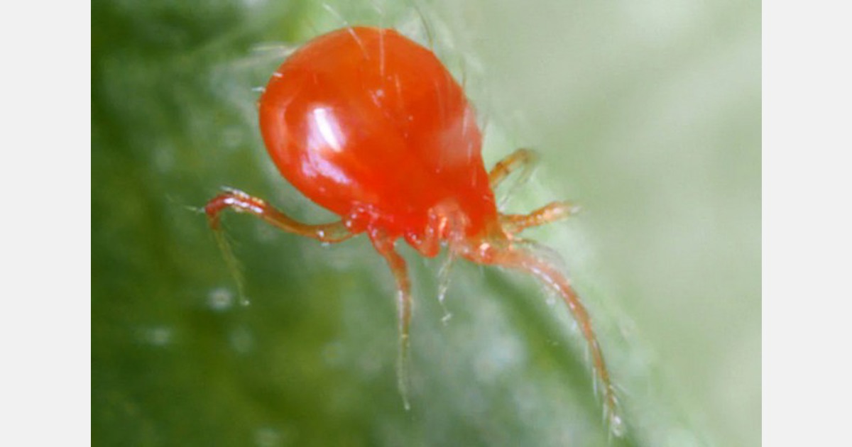 Predatory mites should help Australian strawberry industry
