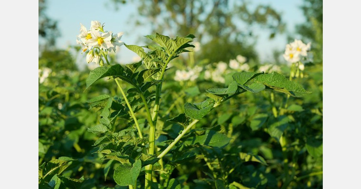 Study looks at challenges of climate change on potato production in ...