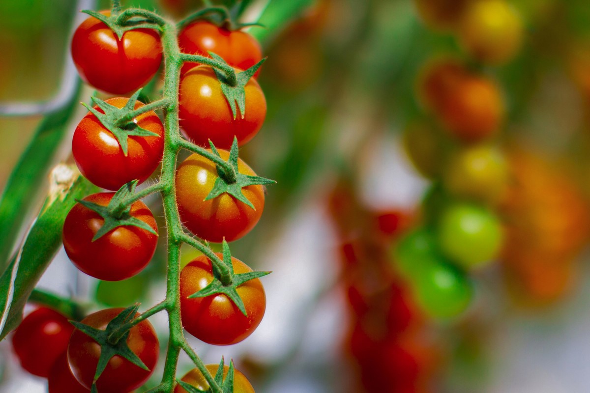 Reaction to ruling on tomato imports from Mexico