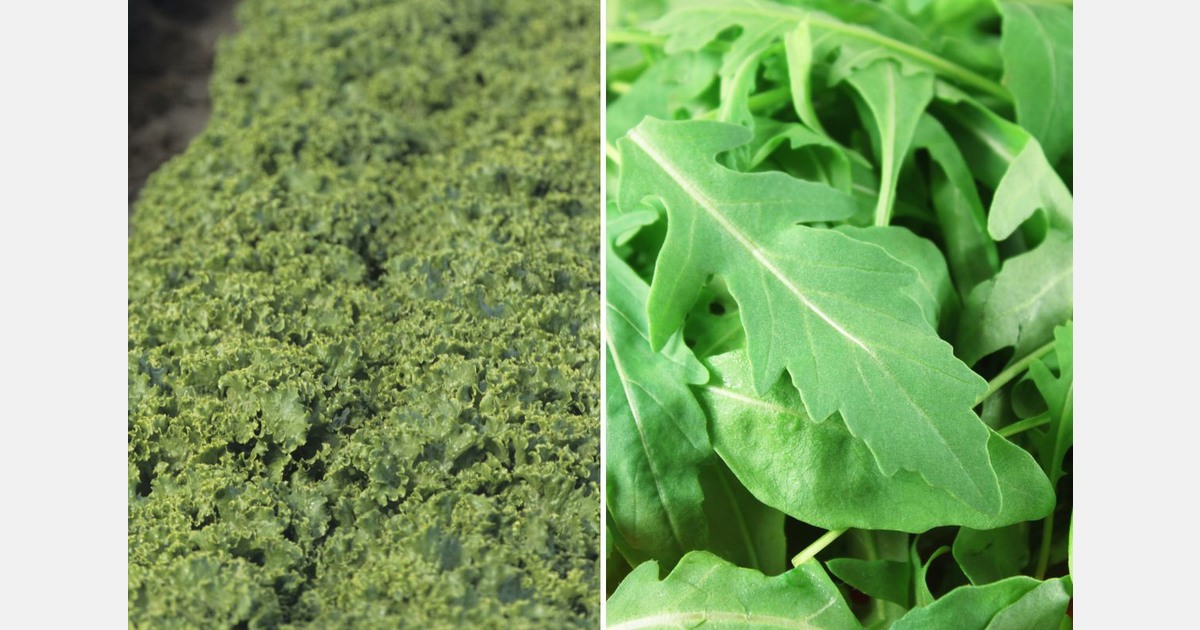 Spring plans in the world of vegetable seed breeding