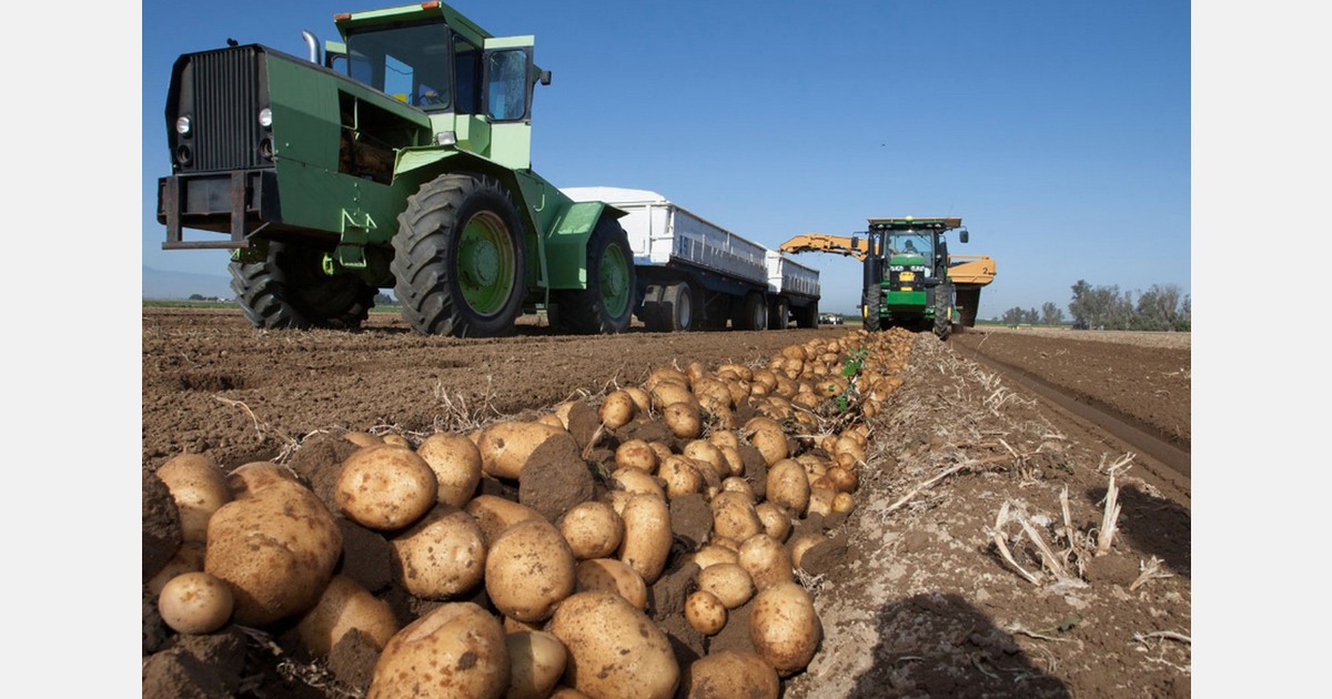 Foodservice chipping potato heads to retail