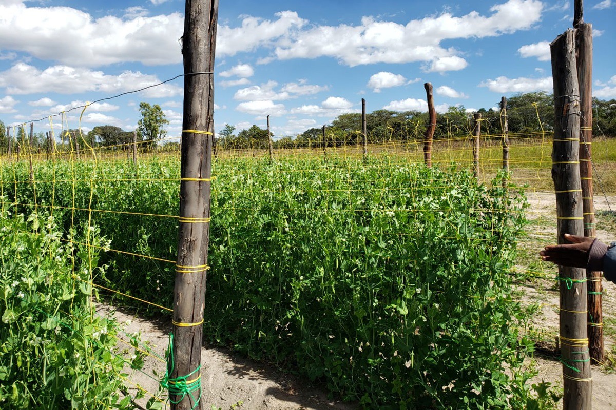 KUMINDA first to introduce Fruit Vision blueberries to Zimbabwe