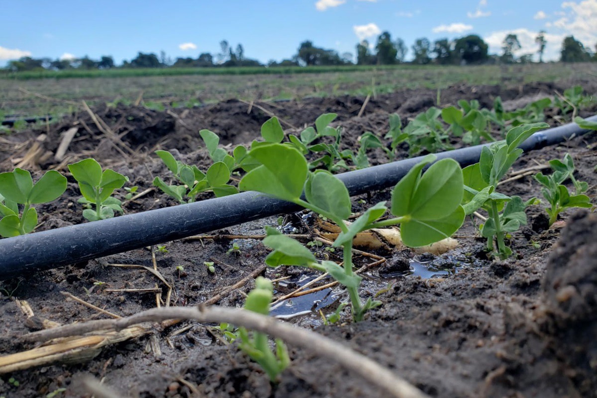 KUMINDA first to introduce Fruit Vision blueberries to Zimbabwe