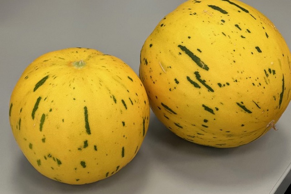 More supply of specialty melons coming