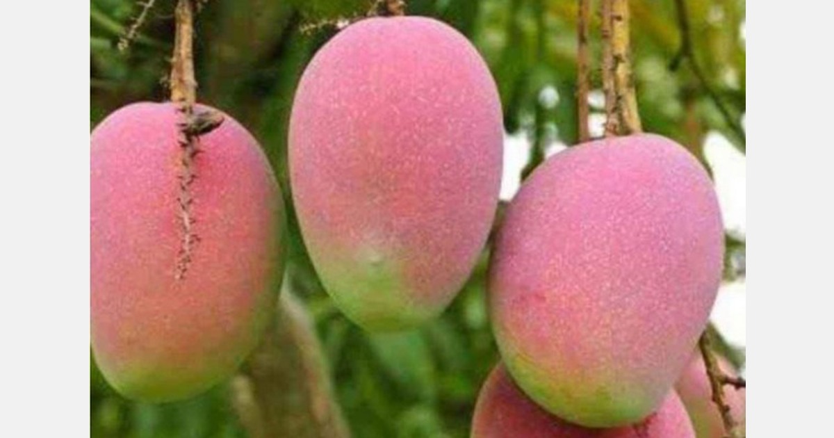 Hybrid mango cultivation in Himachal Pradesh