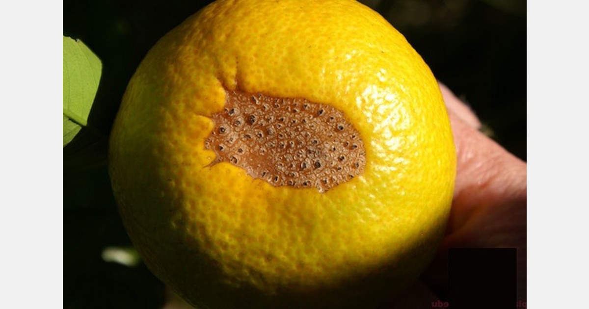 APHIS updates quarantined areas for Sweet Orange Scab in California