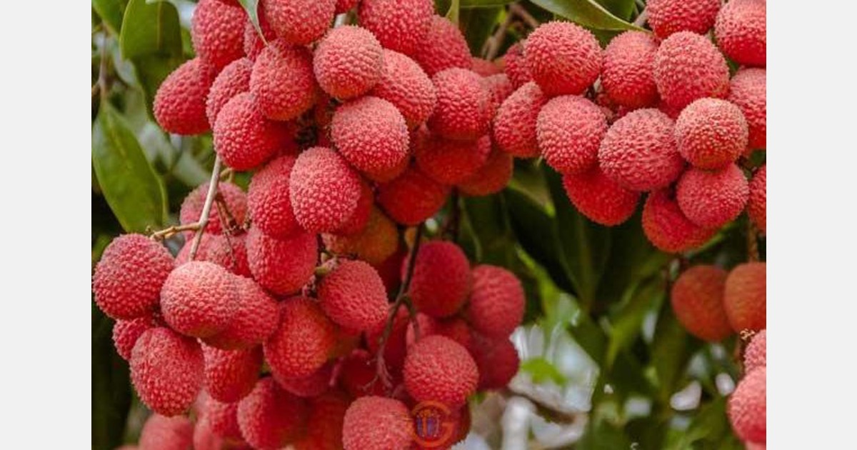 Heat impacts lychee production in Dinajpur, Bangladesh