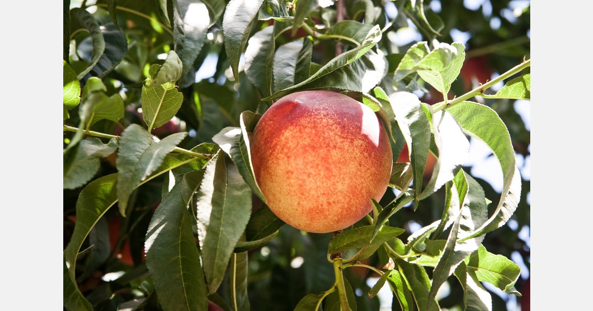 Kicking off California’s stone fruit season