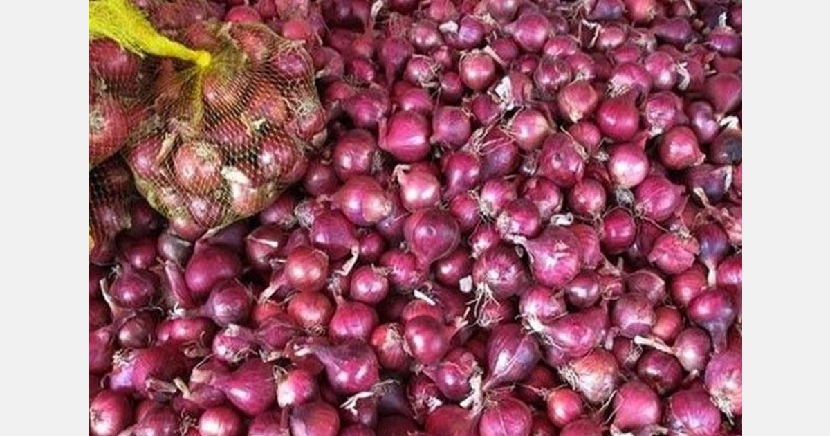 Army worm infestation impacts over 12,000 hectares of onion farms in ...