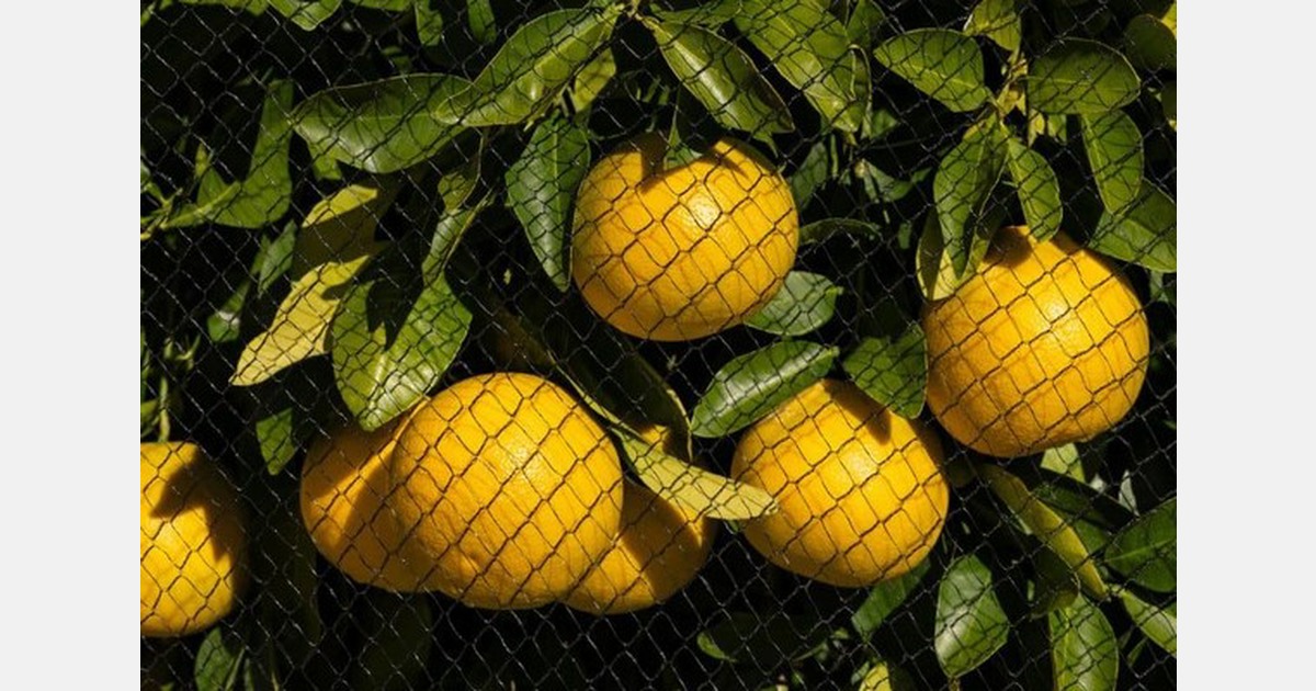 Netting can play a positive role in South African citrus farming