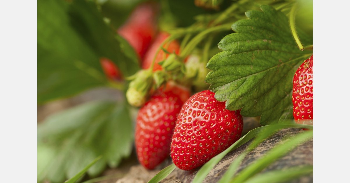 Celebrating all things strawberry at this year’s California Strawberry ...