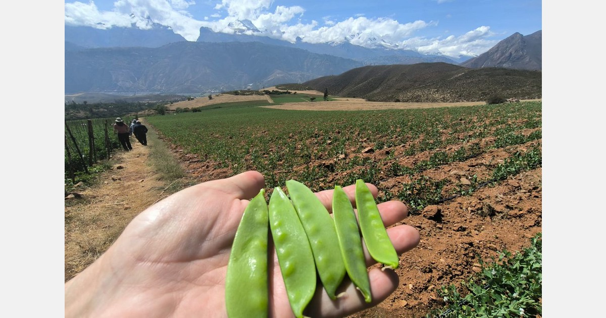 Europe is the largest market for peas from Peru